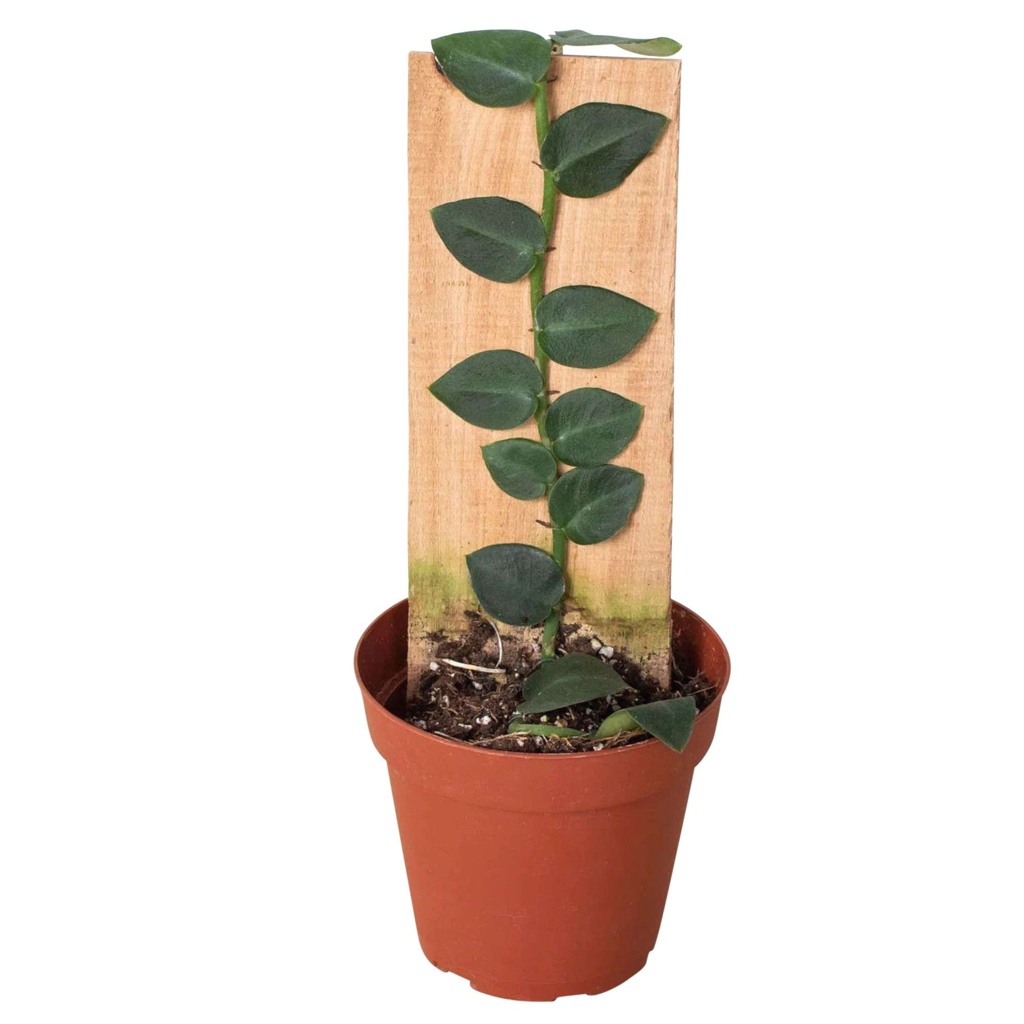 Rhaphidophora Hayi Live Plant for Indoor | Different Houseplants in 4 ...