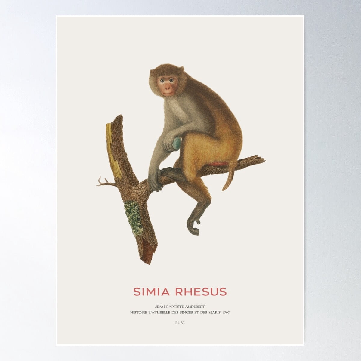 Rhesus Macaque Or Simia Rhesus Poster Wall Art, Modern Wall Decor For ...