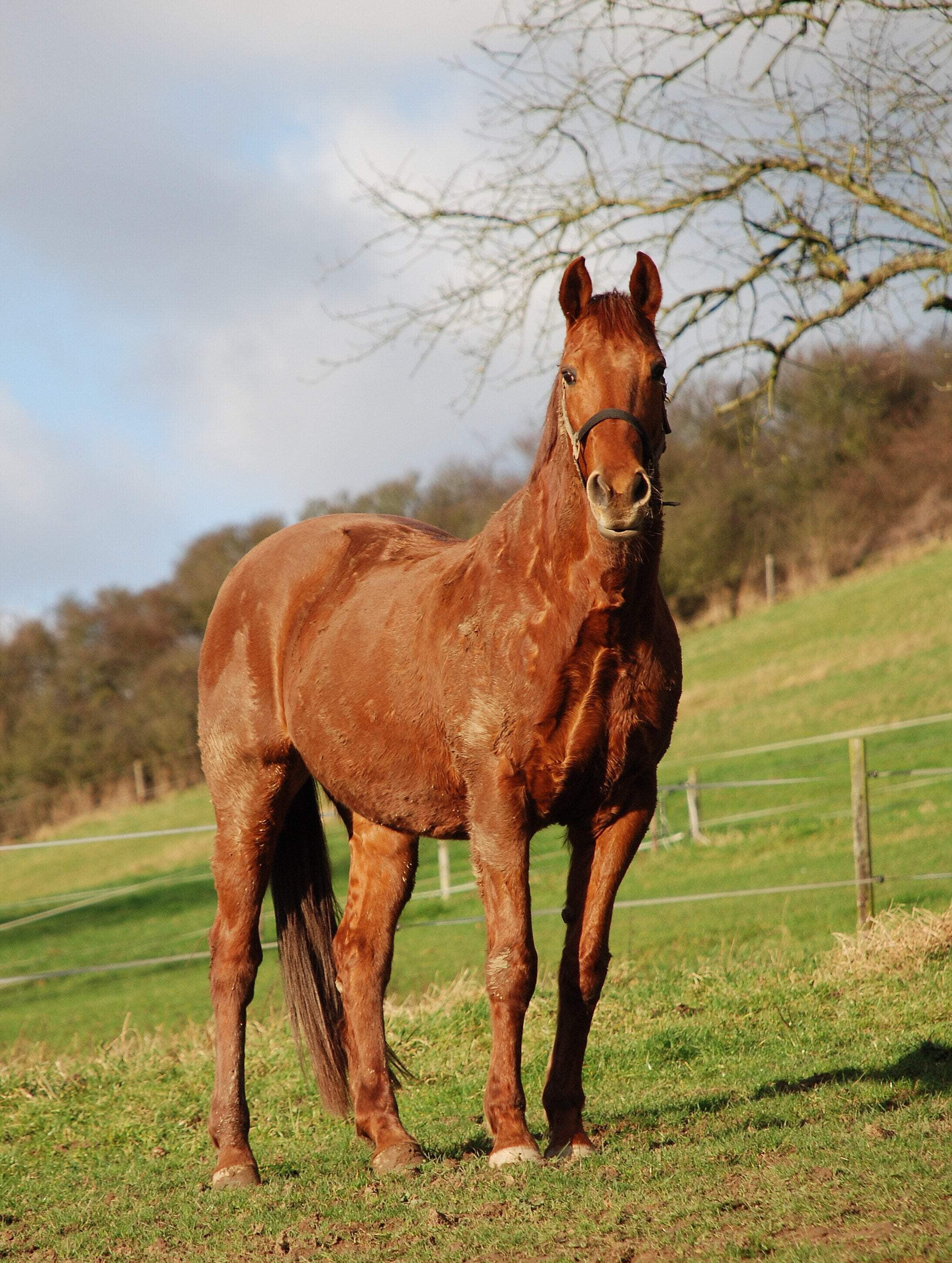 Rhinelander Horse Breed GLOSSY POSTER PICTURE PHOTO PRINT BANNER ...