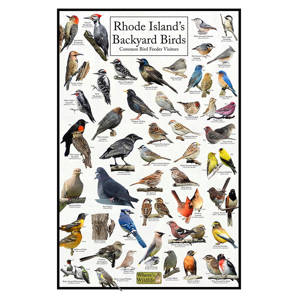 Rhode Island's Backyard Birds Poster - Rhode Island Bird Chart ...