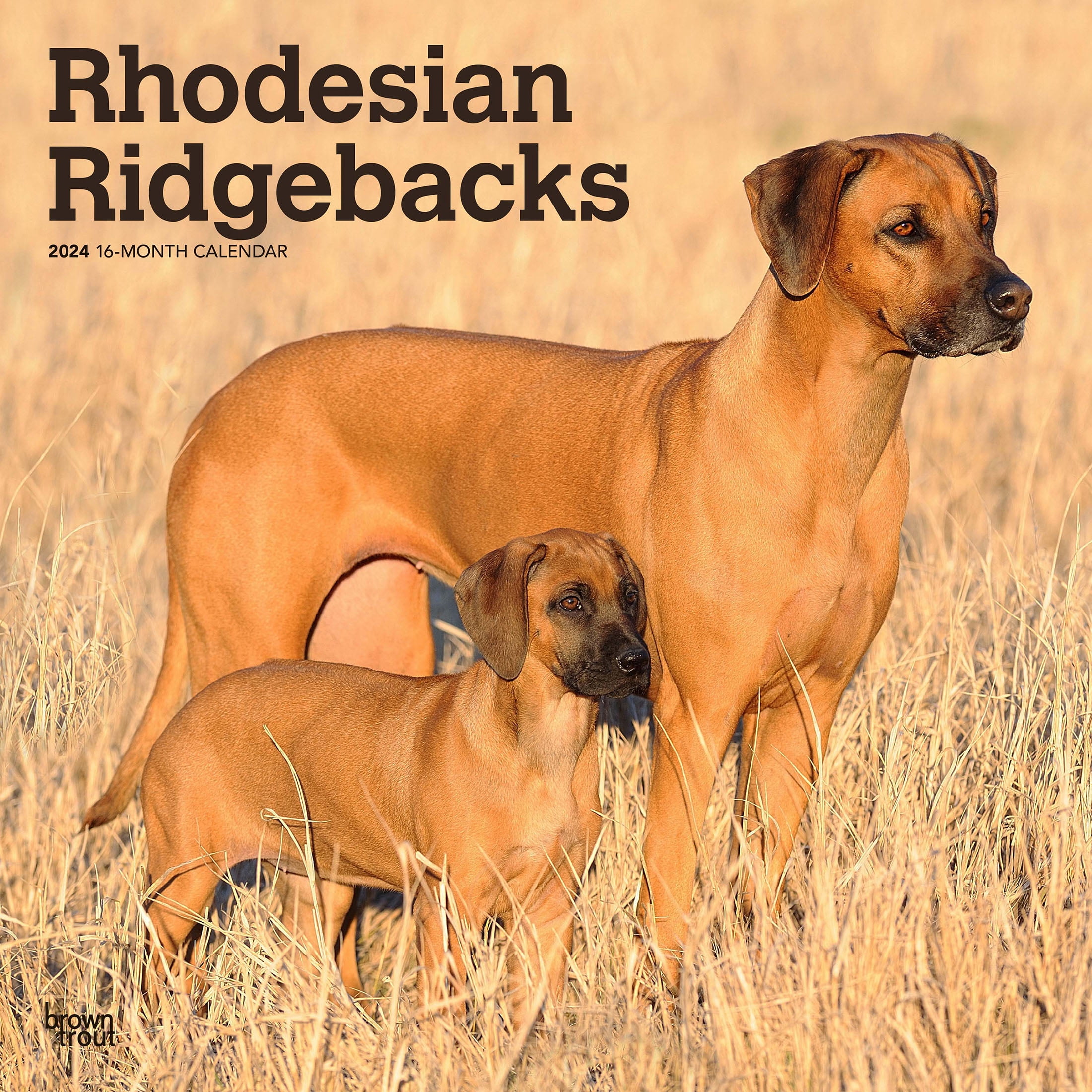 BrownTrout 2024 Rhodesian Ridgebacks Wall Calendar, 12x24", Durable ...