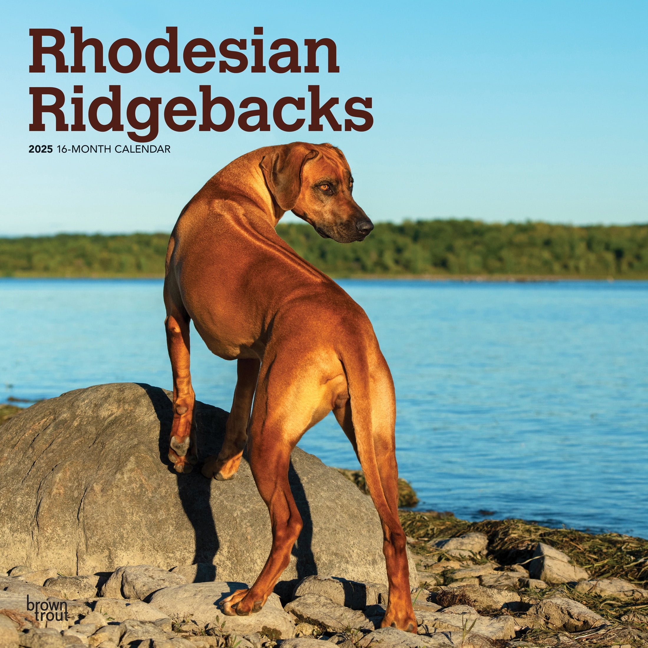 Rhodesian Ridgebacks | 2025 12x24" (Hanging) Square Wall Calendar ...
