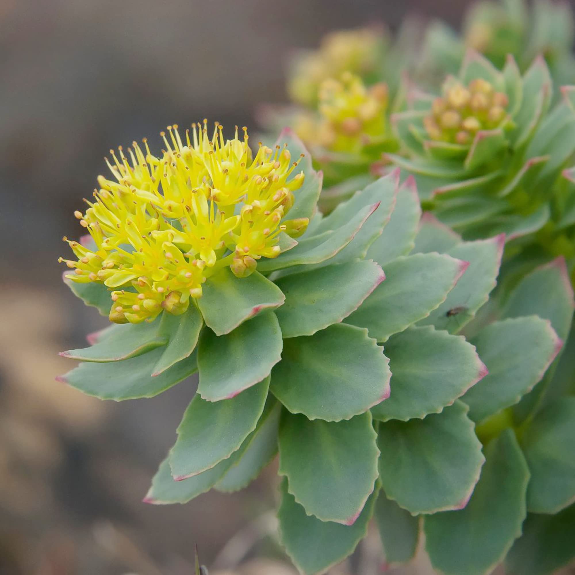 Rhodiola Rosea Seeds Roseroot Stonecrop Perennial BSL1 Fragrant Edible ...