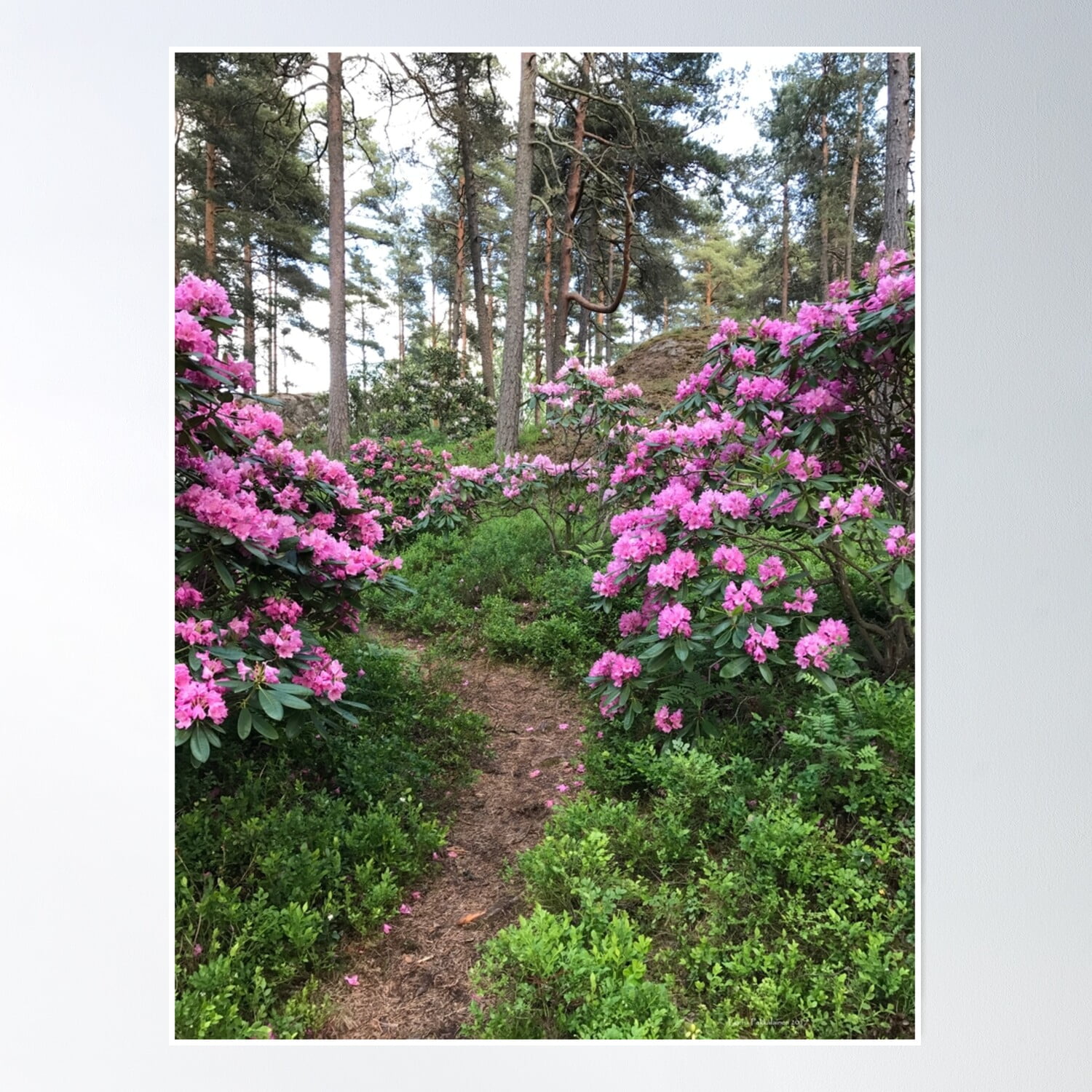 Rhododendron Path Poster Wall Art, Modern Wall Decor, 8x12 UNFRAMED ...