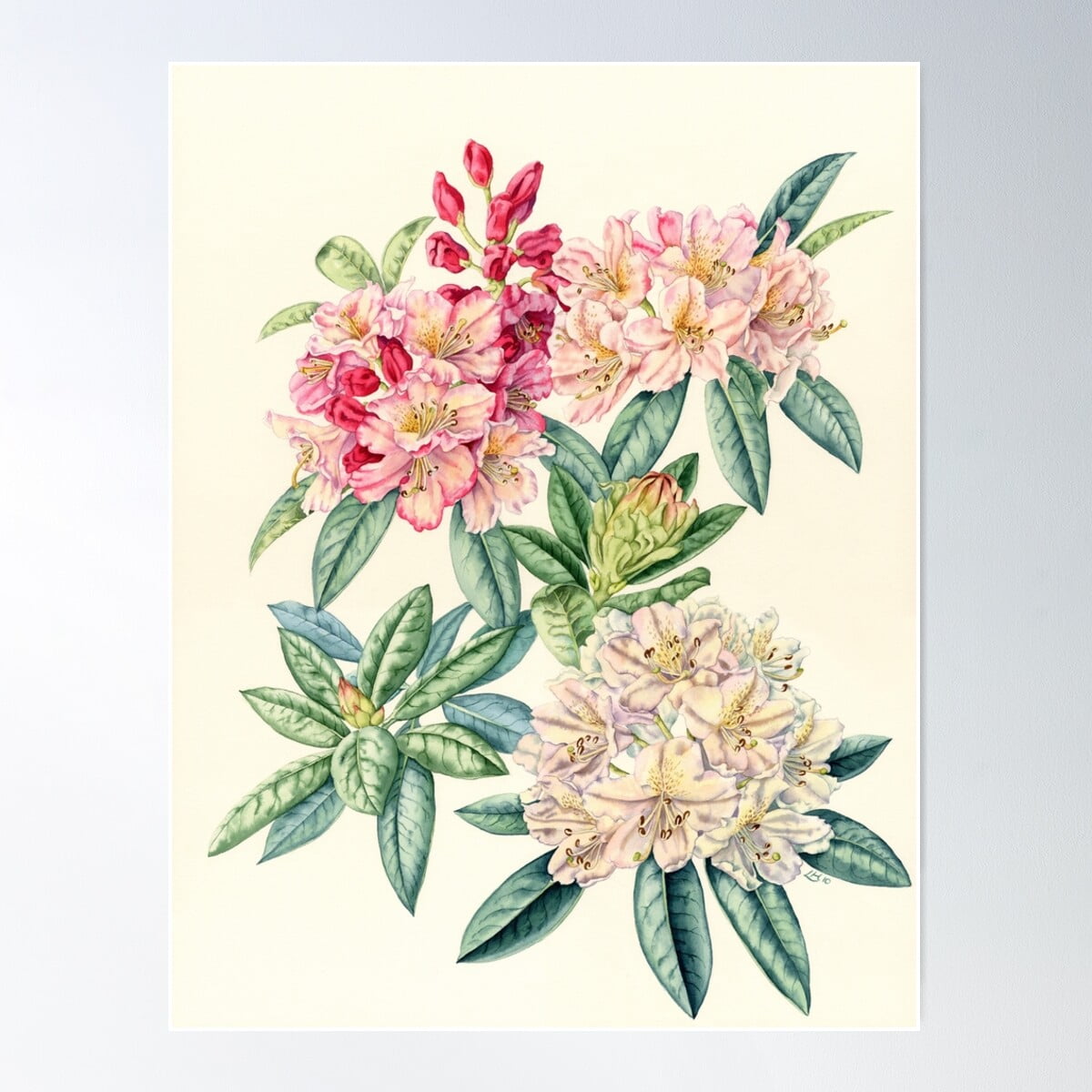 Rhododendron, Percy Wiseman (Watercolour On Paper) Poster Wall Art ...