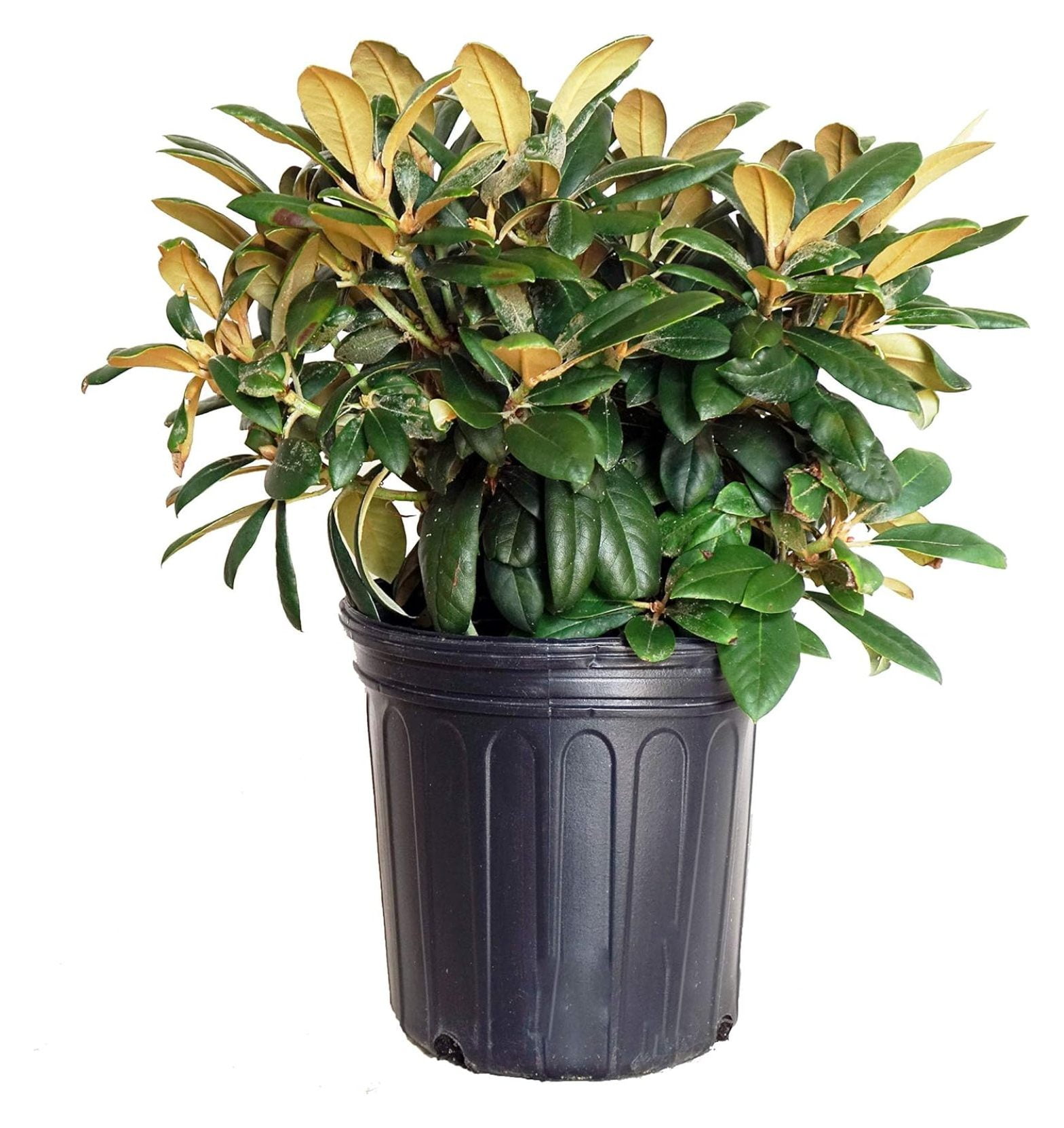 Rhododendron yak. '' (Rhododendron) , light flowers that ages to white ...