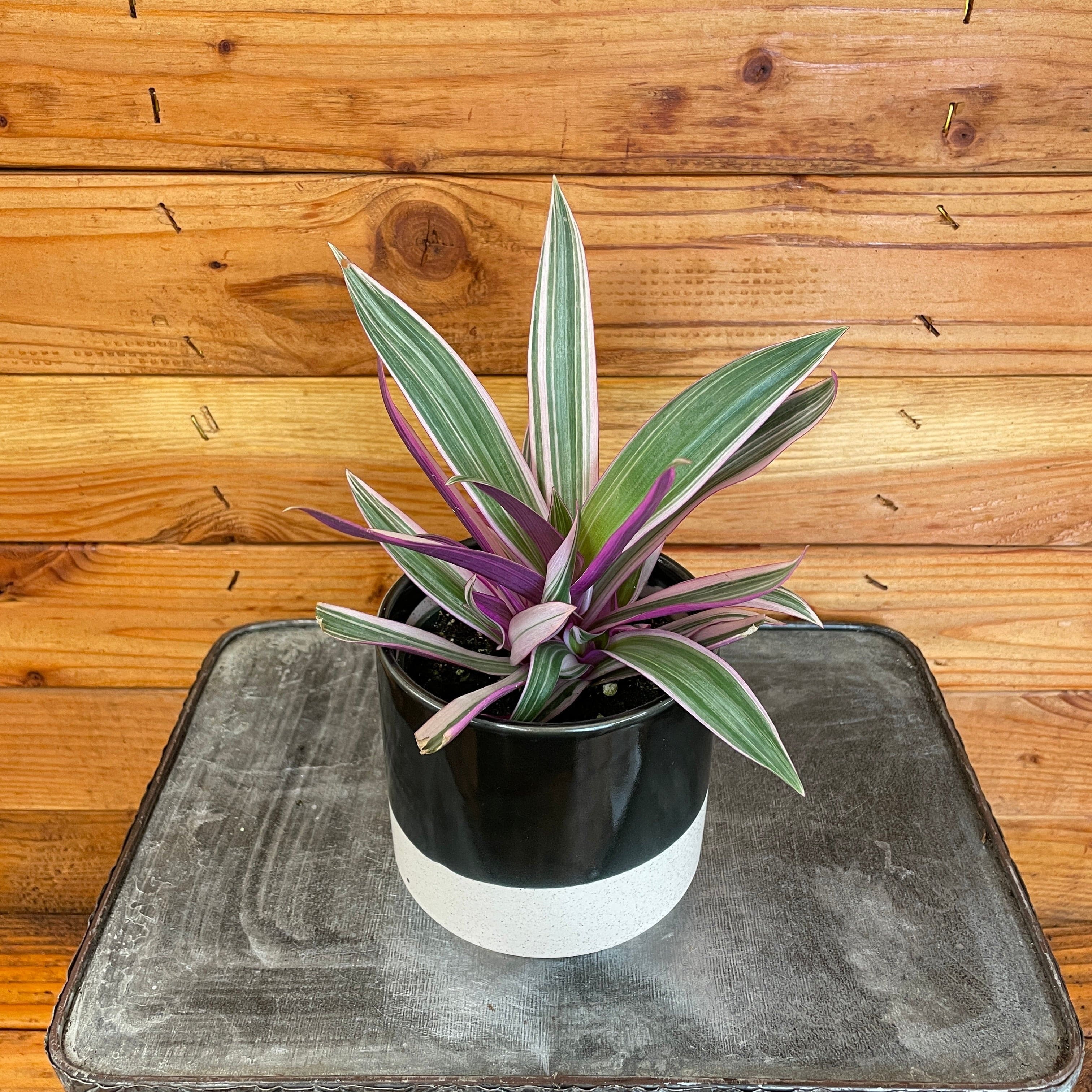 Rhoeo Spathacea Tricolor, 4" Plant, The Plant Farm - Walmart.com