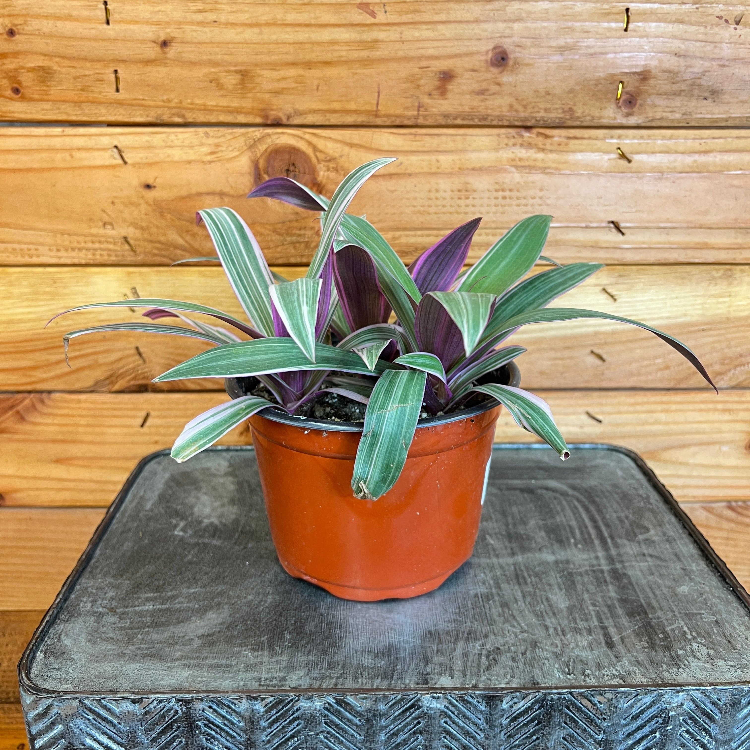 Rhoeo Spathacea Tricolor, 6" Plant, The Plant Farm - Walmart.com
