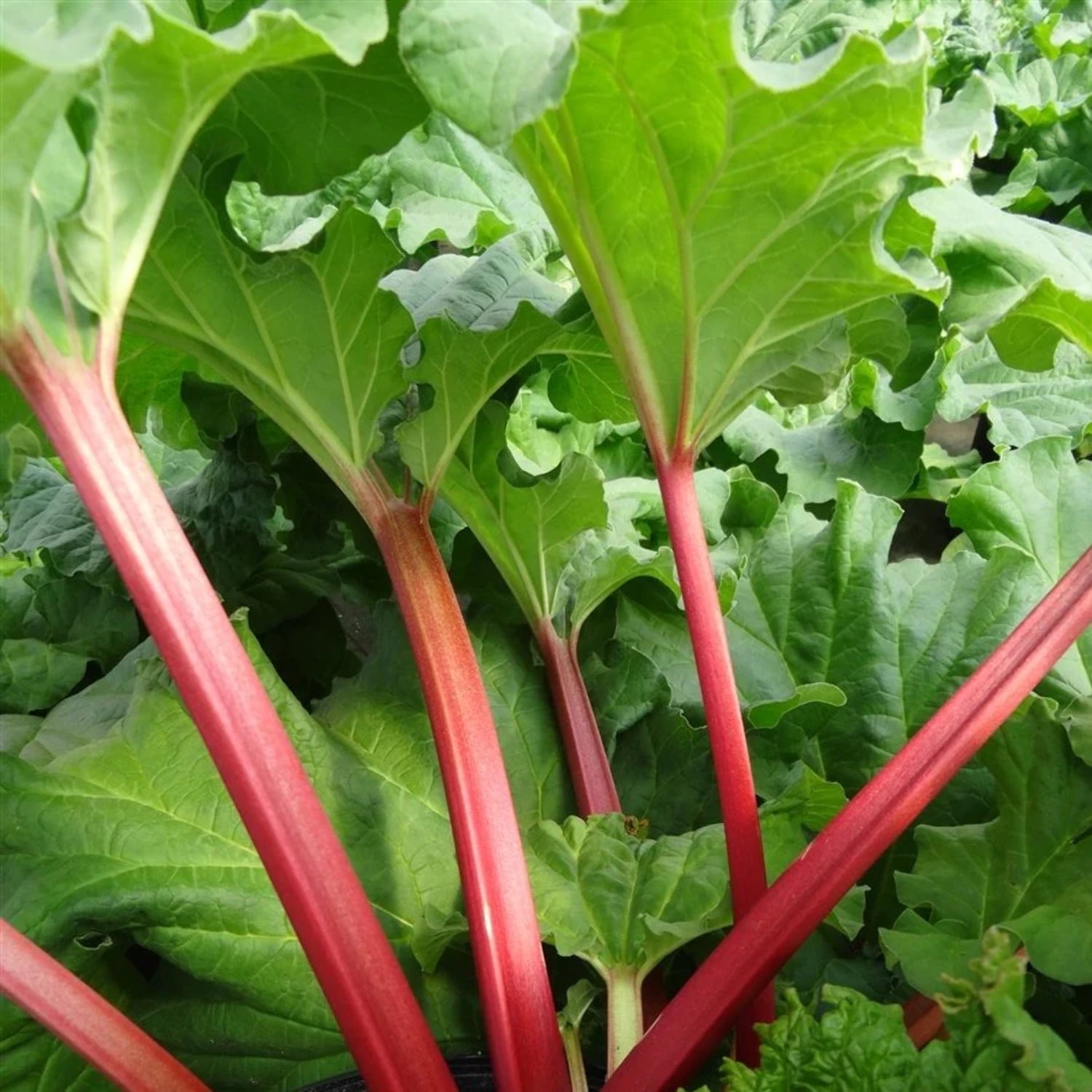 Canadian Red Rhubarb - Rheum Rhubarbarum, Sweet & Tart, Ideal for Pies ...