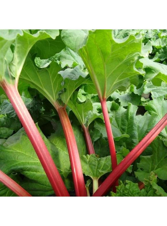 rhubarb - Walmart.com