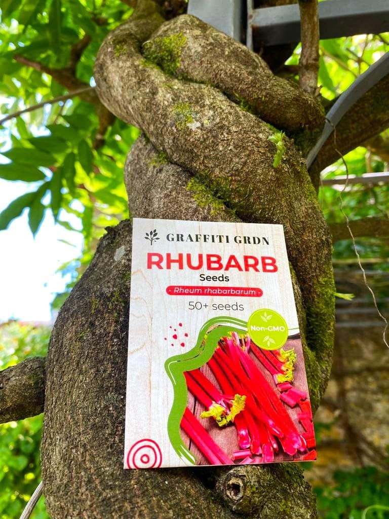 Rhubarb Seeds 50+ FEV6 Seeds Garden Rhubarb Rheum Rhabarbarum Garden ...