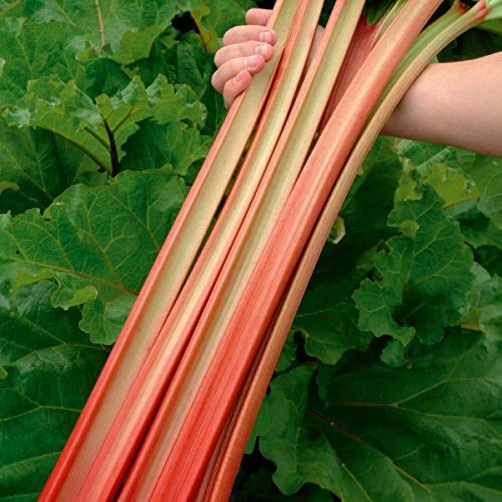 Rhubarb Seeds Rare Heirloom Vegetable for Planting MHD1Giant Non GMO 30 ...