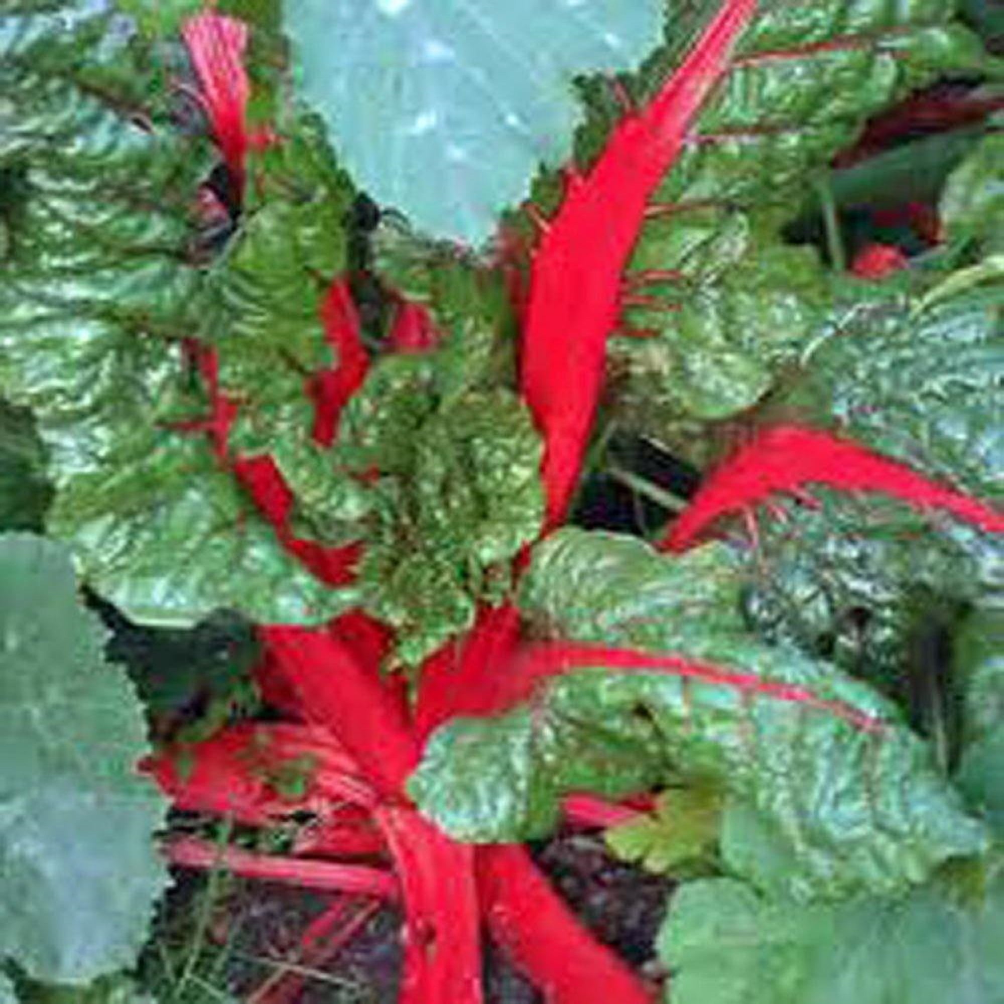 Rhubarb, Swiss Chard, Heirloom, OIF8 Non-GMO, Rhubarb Swiss Chard Seeds ...
