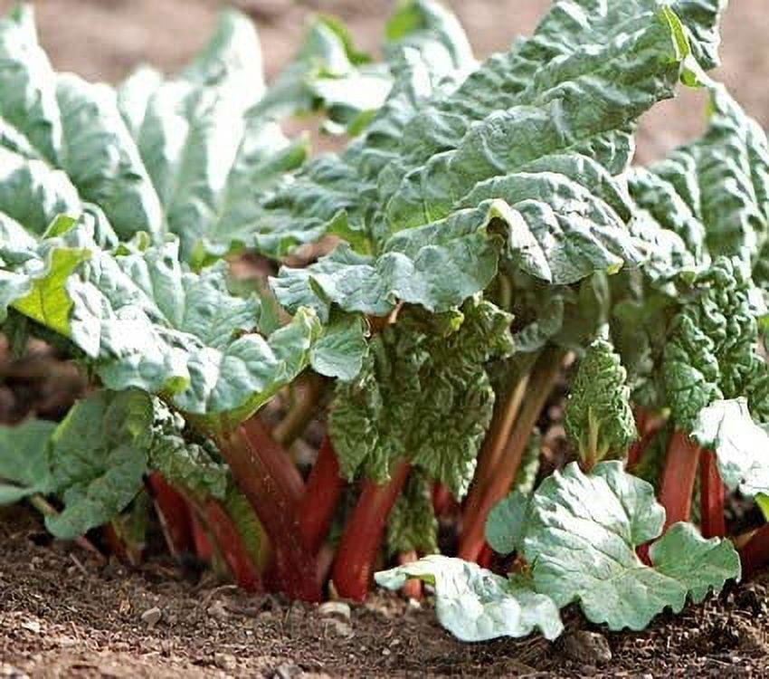 Country Creek Rhubarb Victoria Seeds, 200 Seeds, True Perennial, Edible ...