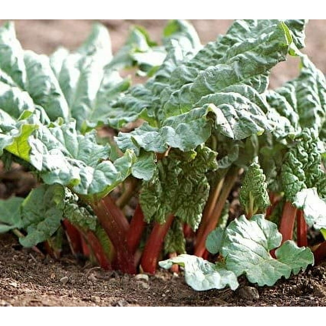 Rhubarb (Victoria) Seeds, 500 Seeds, Non GMO, A True Perennial, Rhubarb ...