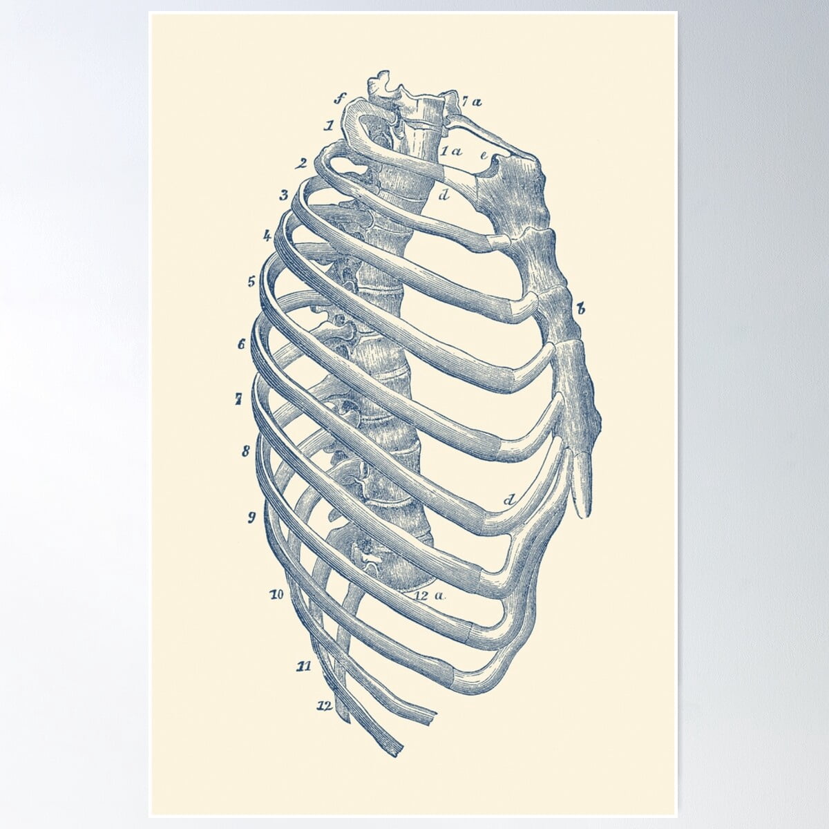 Rib Cage Diagram Poster Wall Art, Modern Wall Decor For Living Room ...