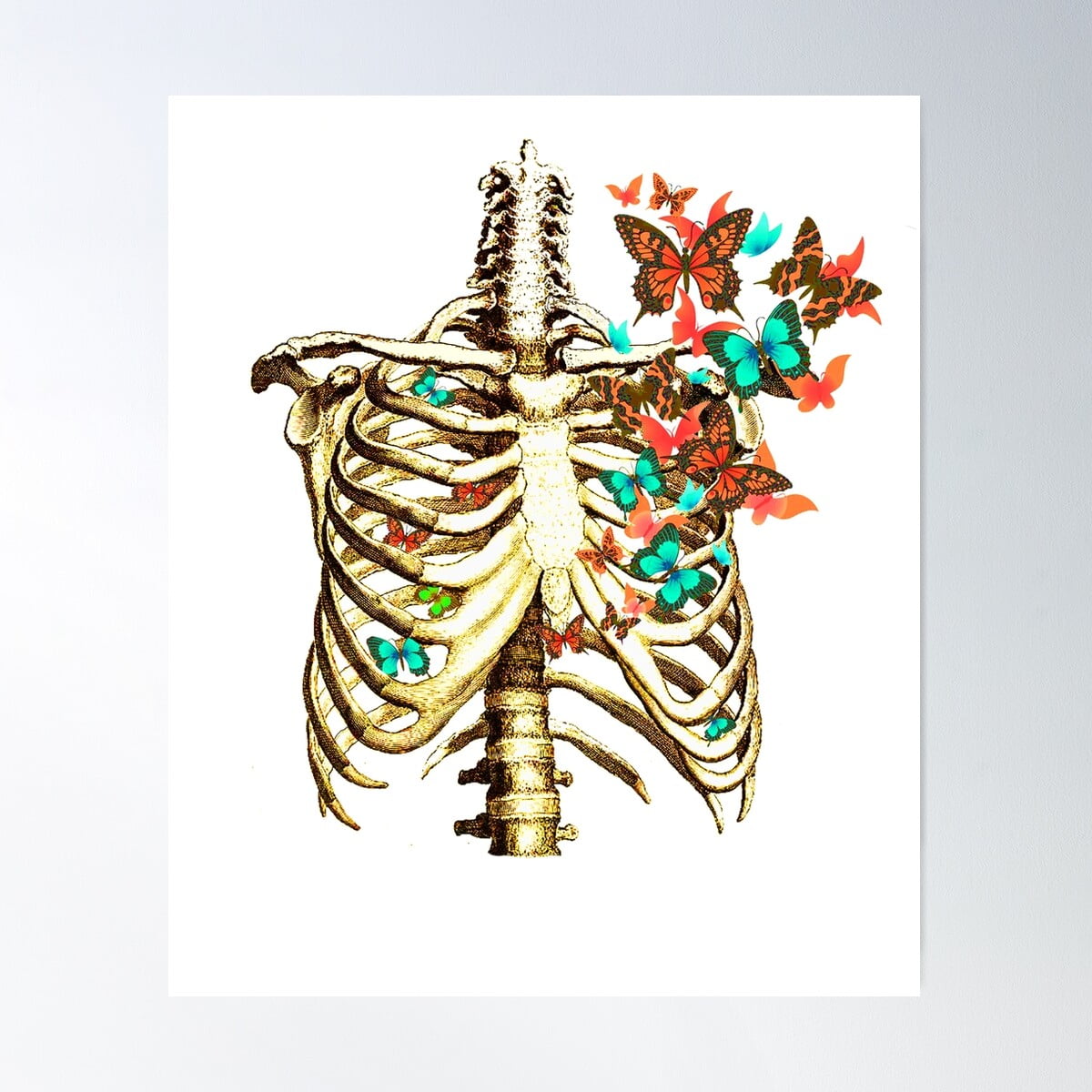Rib Cage, Ribcage, Thorax, Human Anatomy, Bones With Butterflies Poster ...