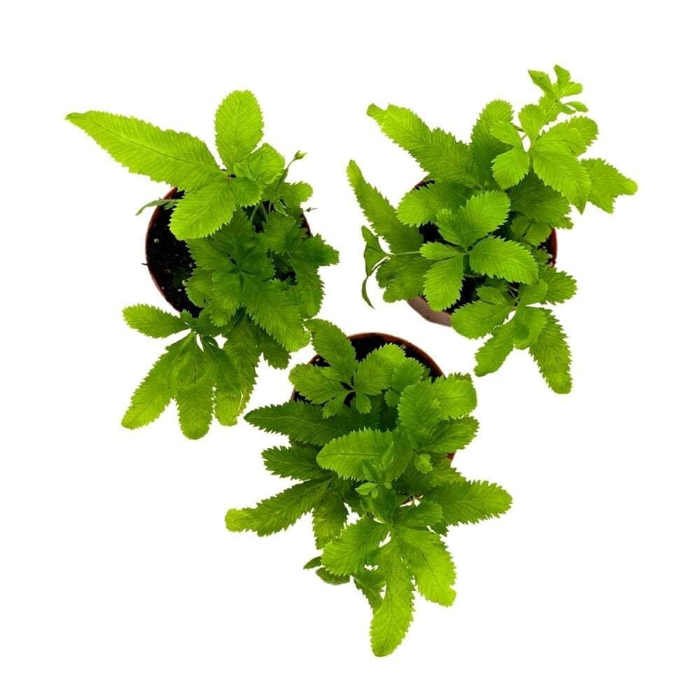 Ribbon Fern, 2 inch Set of 3 Brake Fern Pteris cretica Tiny Mini Pixie ...