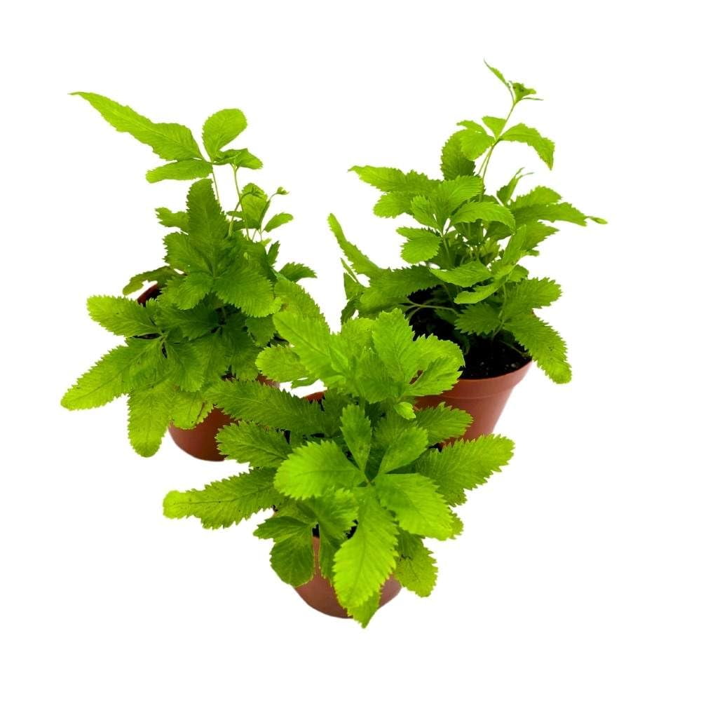 Ribbon Fern, 2 inch Set of 3 Brake Fern Pteris cretica Tiny Mini Pixie ...