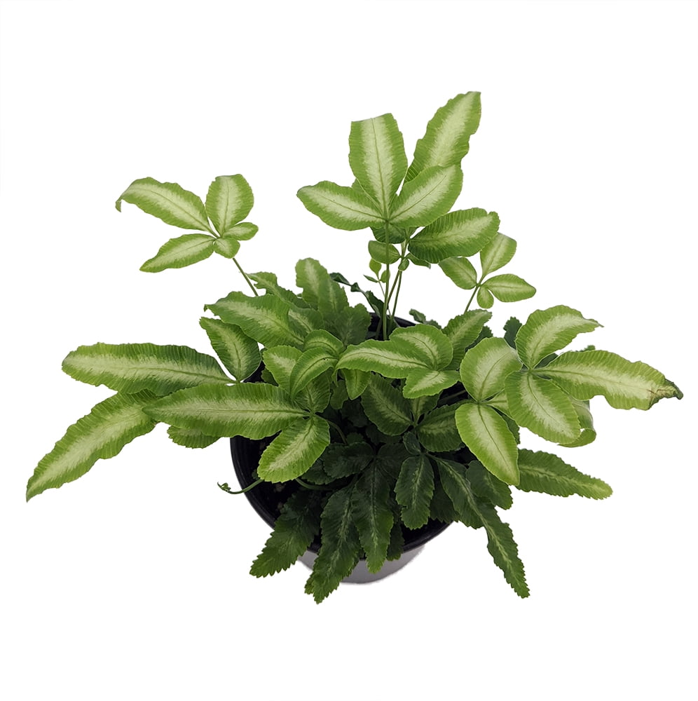 Ribbon Table Fern - 3.5" Pot - Walmart.com