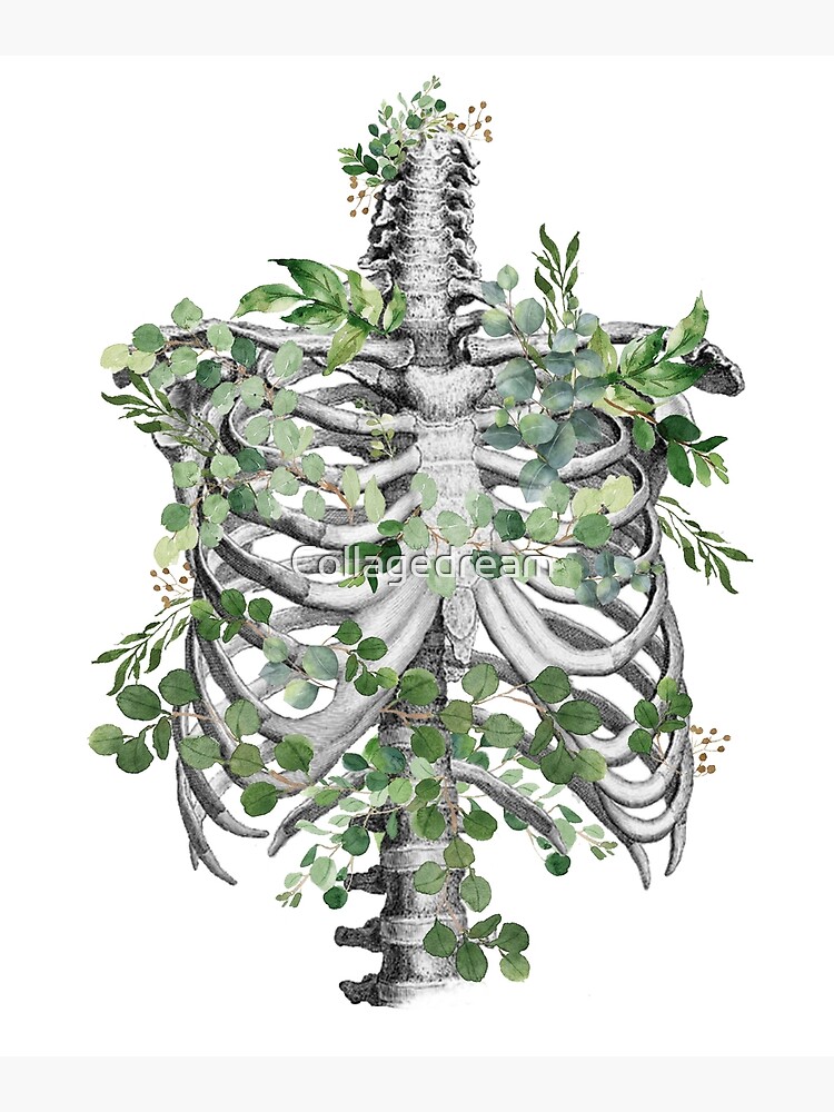 Ribcage, rib cage, anatomy skeleton eucaliptus leaves Fashion Art Decor ...