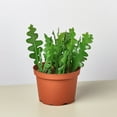 Live Real Indoor Succulent - Ric Rac Cactus, Zig Zag, Fishbone - 6" Pot ...