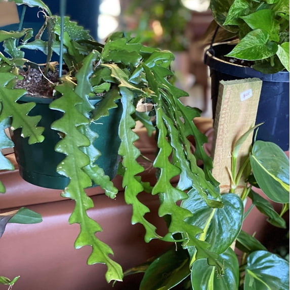 Ric Rac Cactus-Cryptocereus anthonyanus-Tropical indoor plant 8 ...