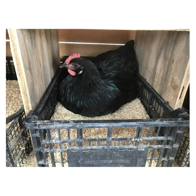 Rice Hulls - Organic Use - 10 lb - House Plants - Gardening - Chicken ...