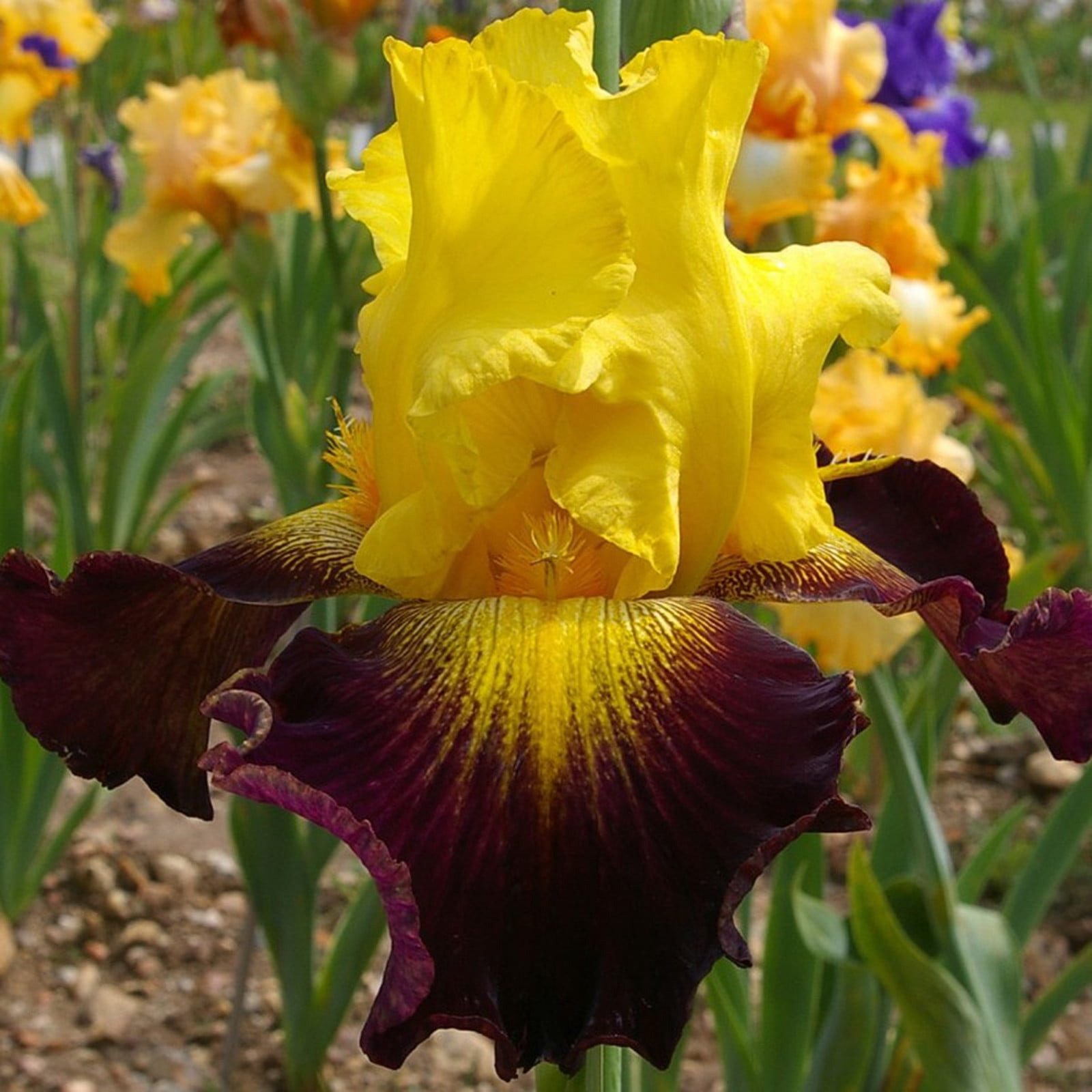 Rich Colors (Iris) Professional, Pos to Grow, Perennial Bearded Iris ...
