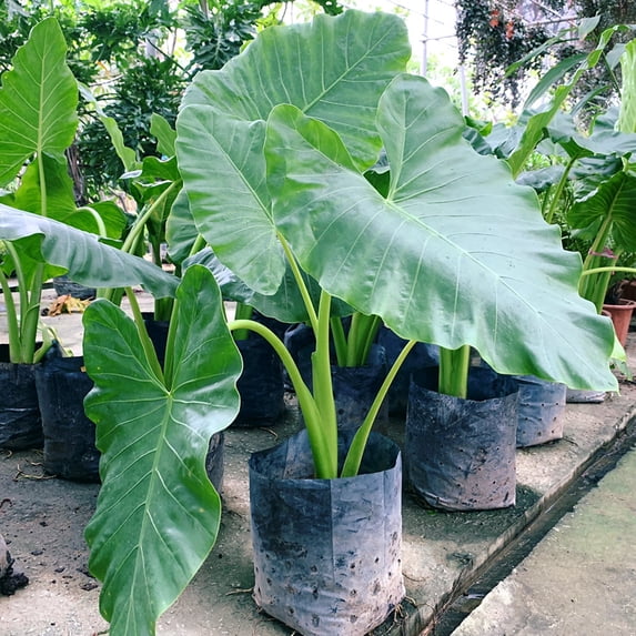 Rich Colors, Perennial Elephant Ear, Garden (Elephant Ear) - Walmart.com