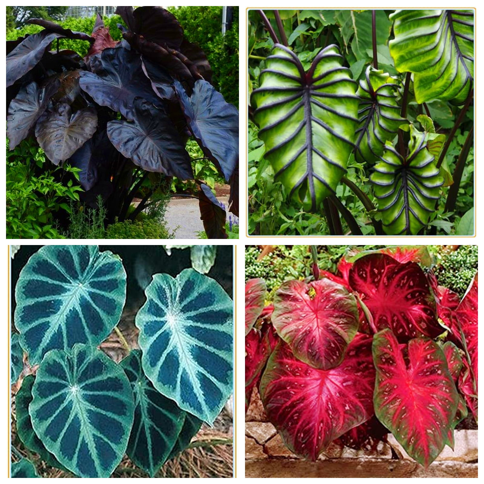 Rich Colors, Perennial Elephant Ear, Garden (Elephant Ear) - Walmart.com