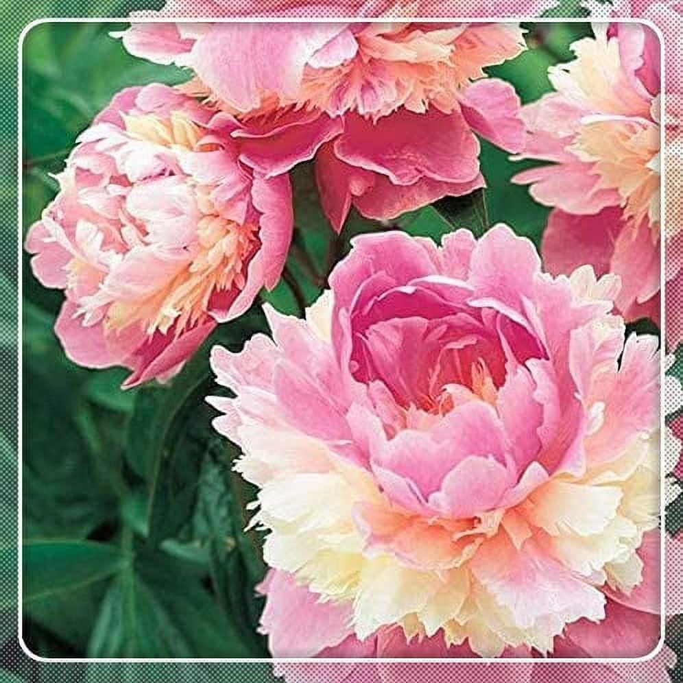 Rich Colors, Perennial Peony , Garden (Peony) Beautify Environment ...