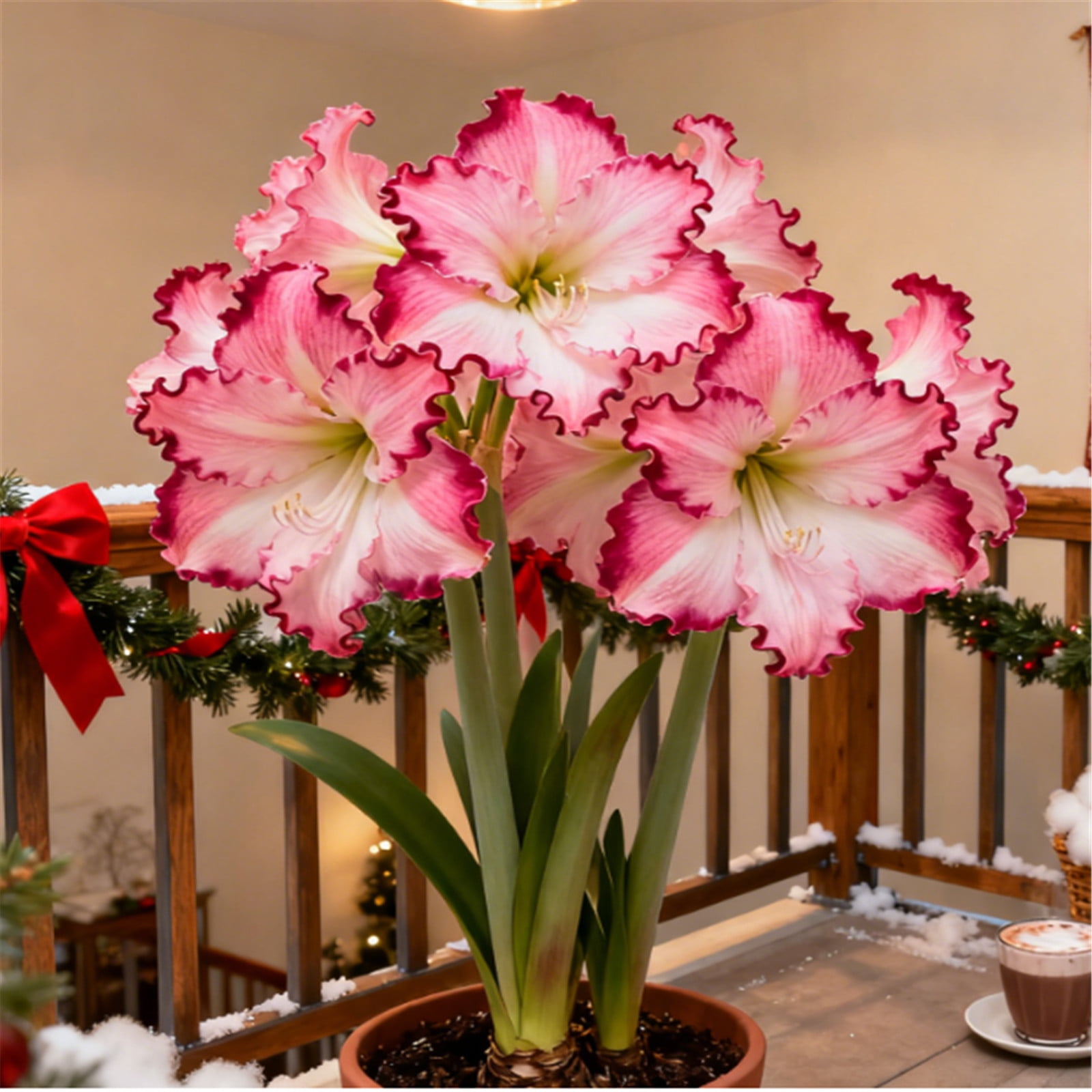 Rich in Color/Perennial Amaryllis-Bulbs For Early Spring Planting ...