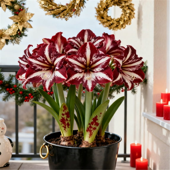 Rich in Color/Perennial Amaryllis-Bulbs For Early Spring Planting ...