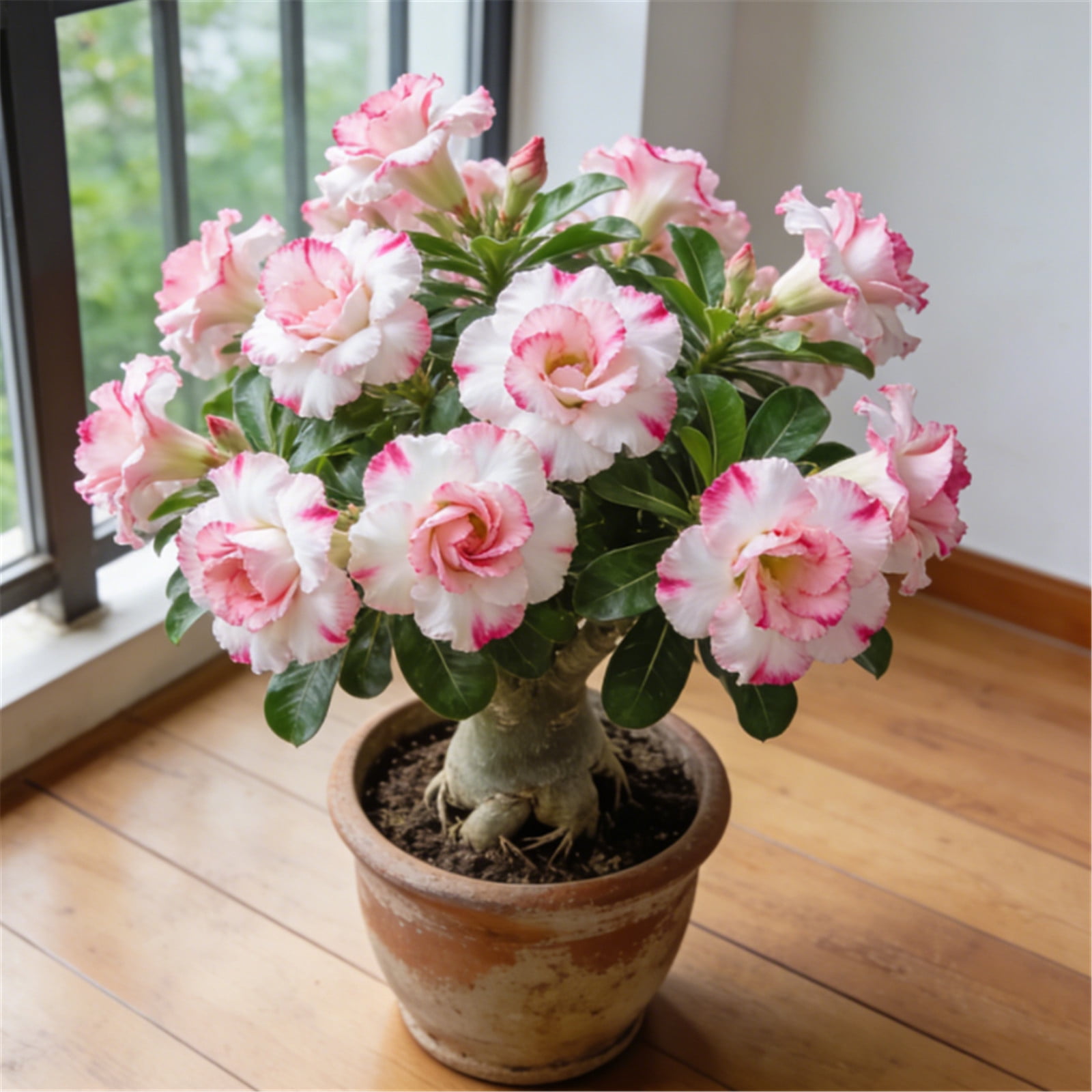 Rich in Color/Perennial Desert Rose-Bulbs For Spring Planting - Premium ...