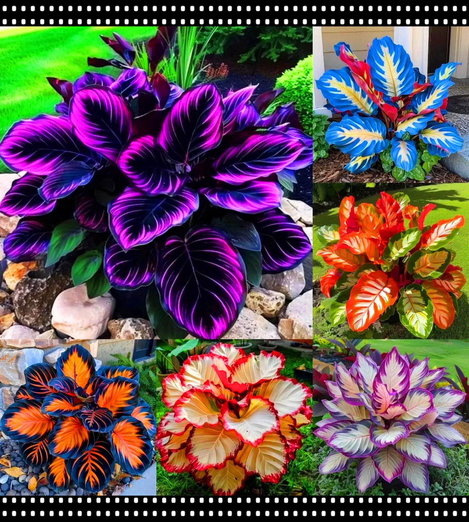 Rich in Color/Perennial Hosta-Bulbs For Early Spring Planting - Premium ...