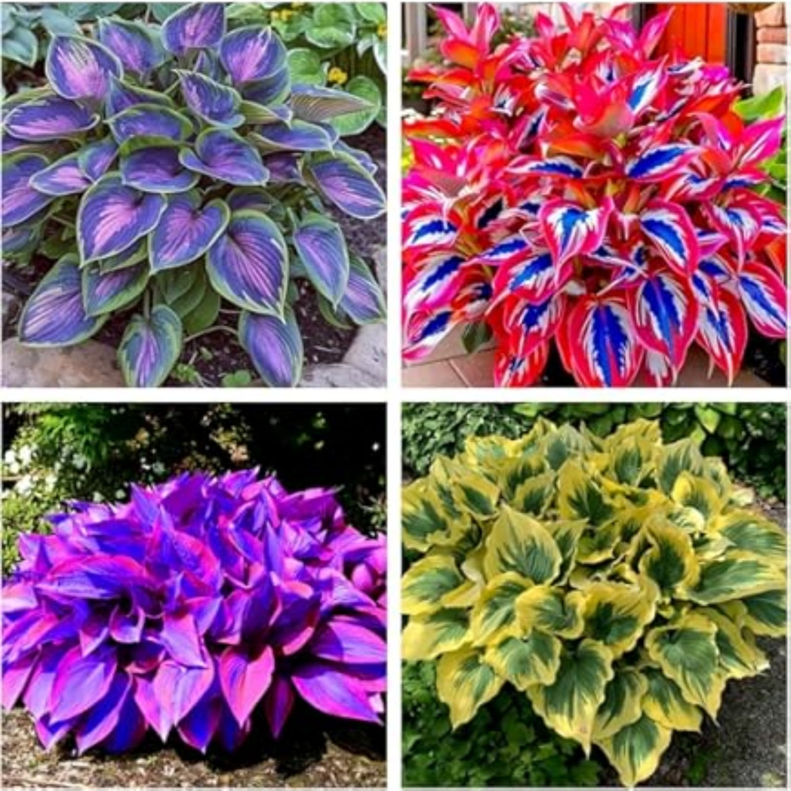 Rich in Color/Perennial (Hosta)/Low Maintenance Garden Decoration ...