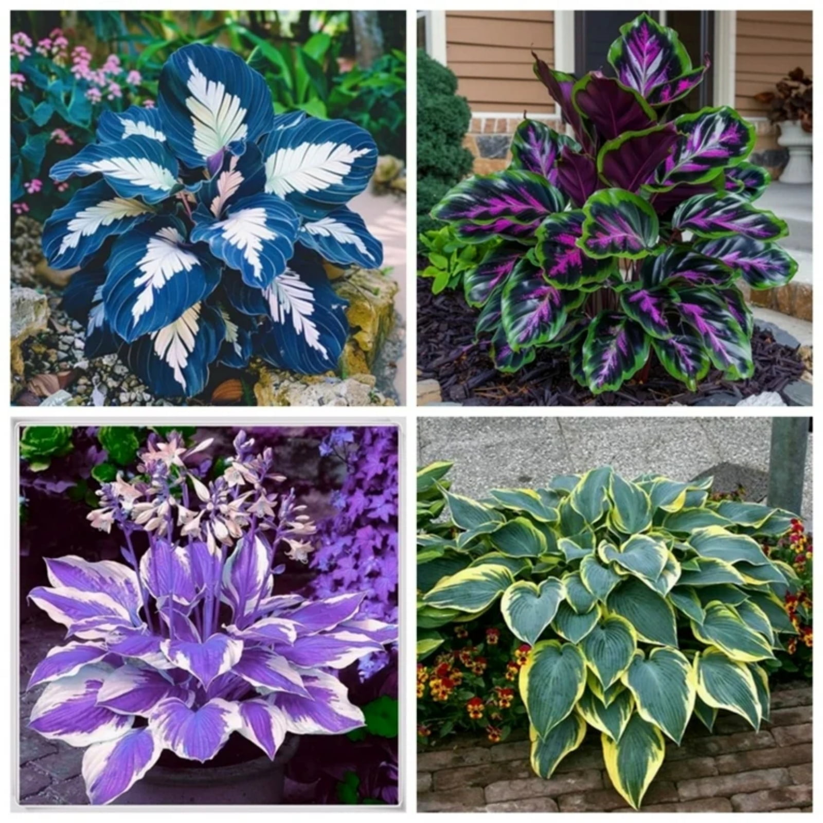 Rich in Color/Perennial Hostas/Low Maintenance Garden Decoration ...