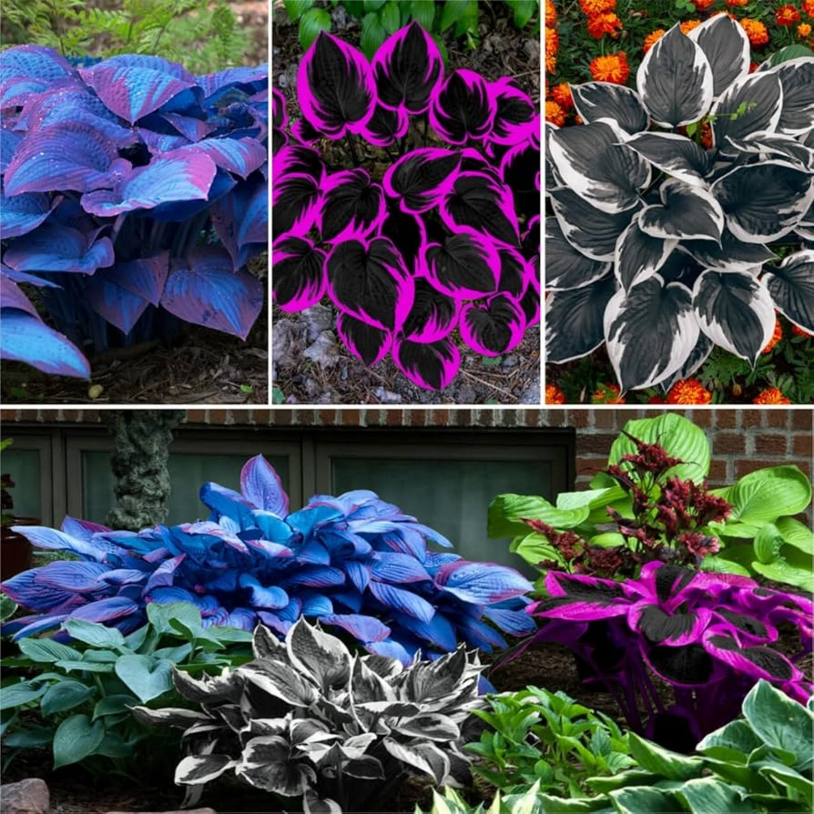 Rich in Color/Perennial Hostas/Low Maintenance Garden Decoration ...