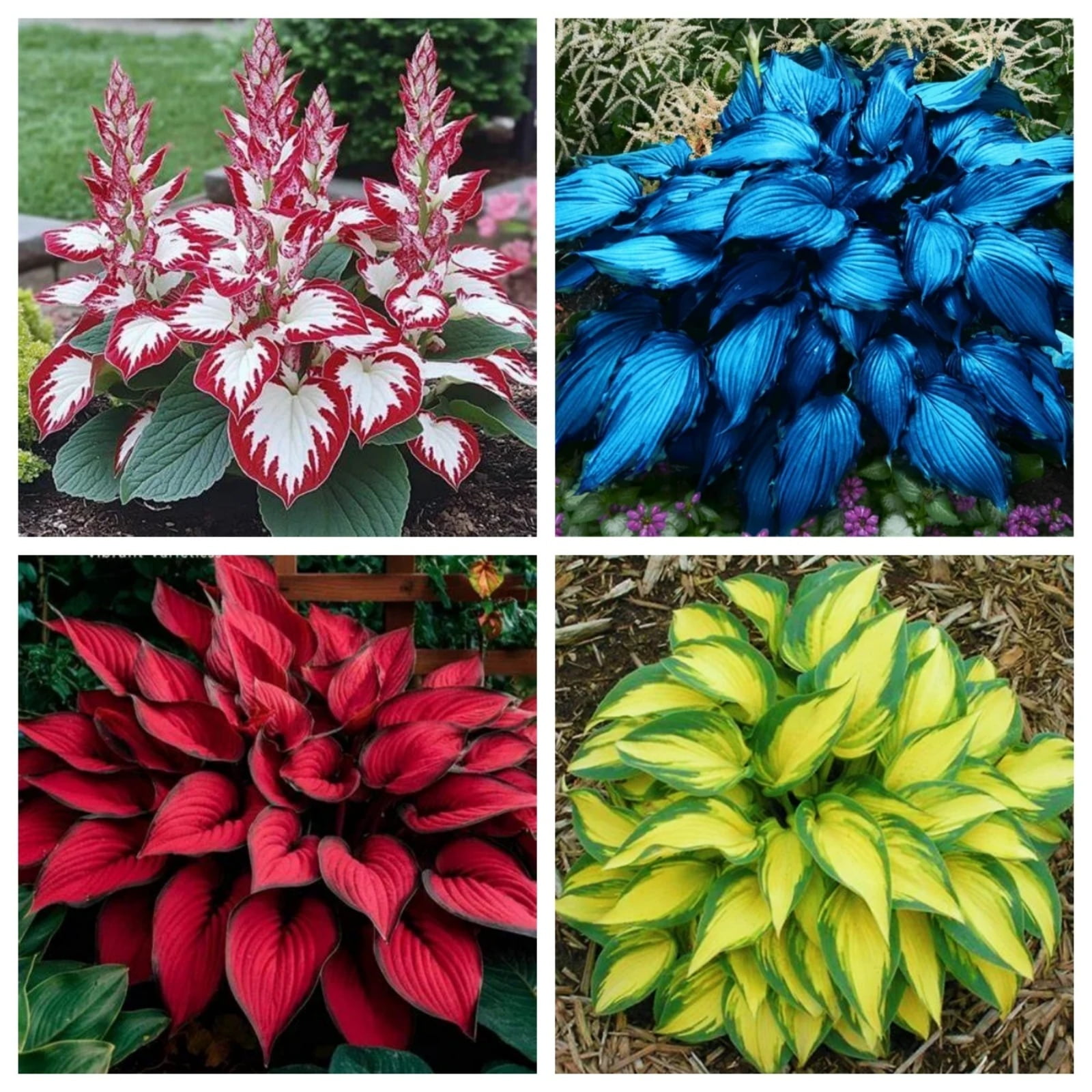 Rich in Color/Perennial Hostas/Low Maintenance Garden Decoration ...