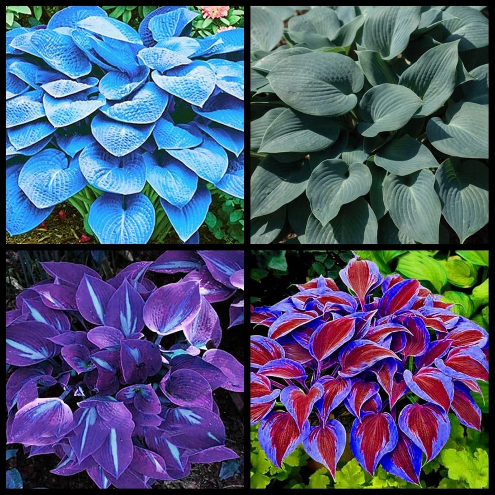 Rich in Color/Perennial Hostas/Low Maintenance Garden Decoration ...