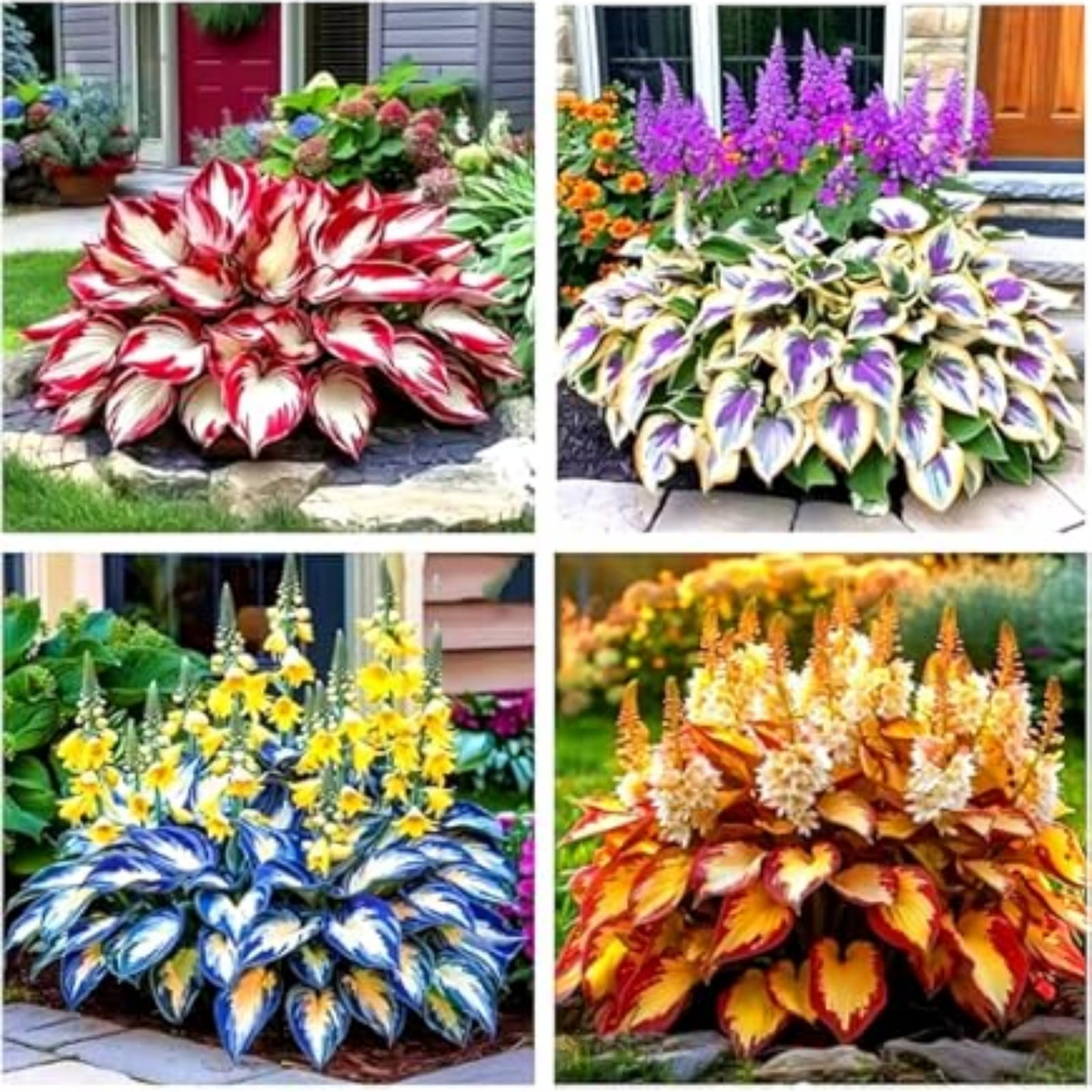 Rich in Color/Perennial Hostas/Low Maintenance Garden Decoration ...