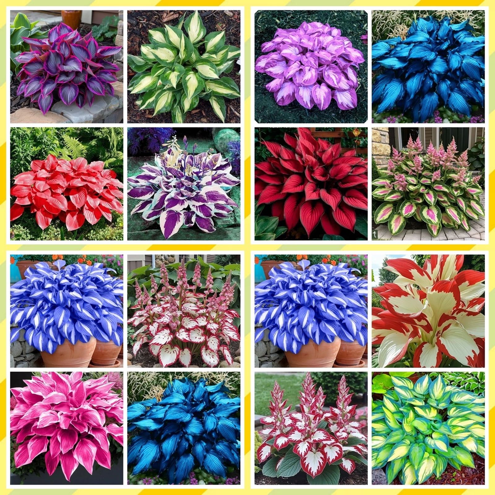 Rich in Color/Perennial Hostas/Low Maintenance Garden Decoration ...
