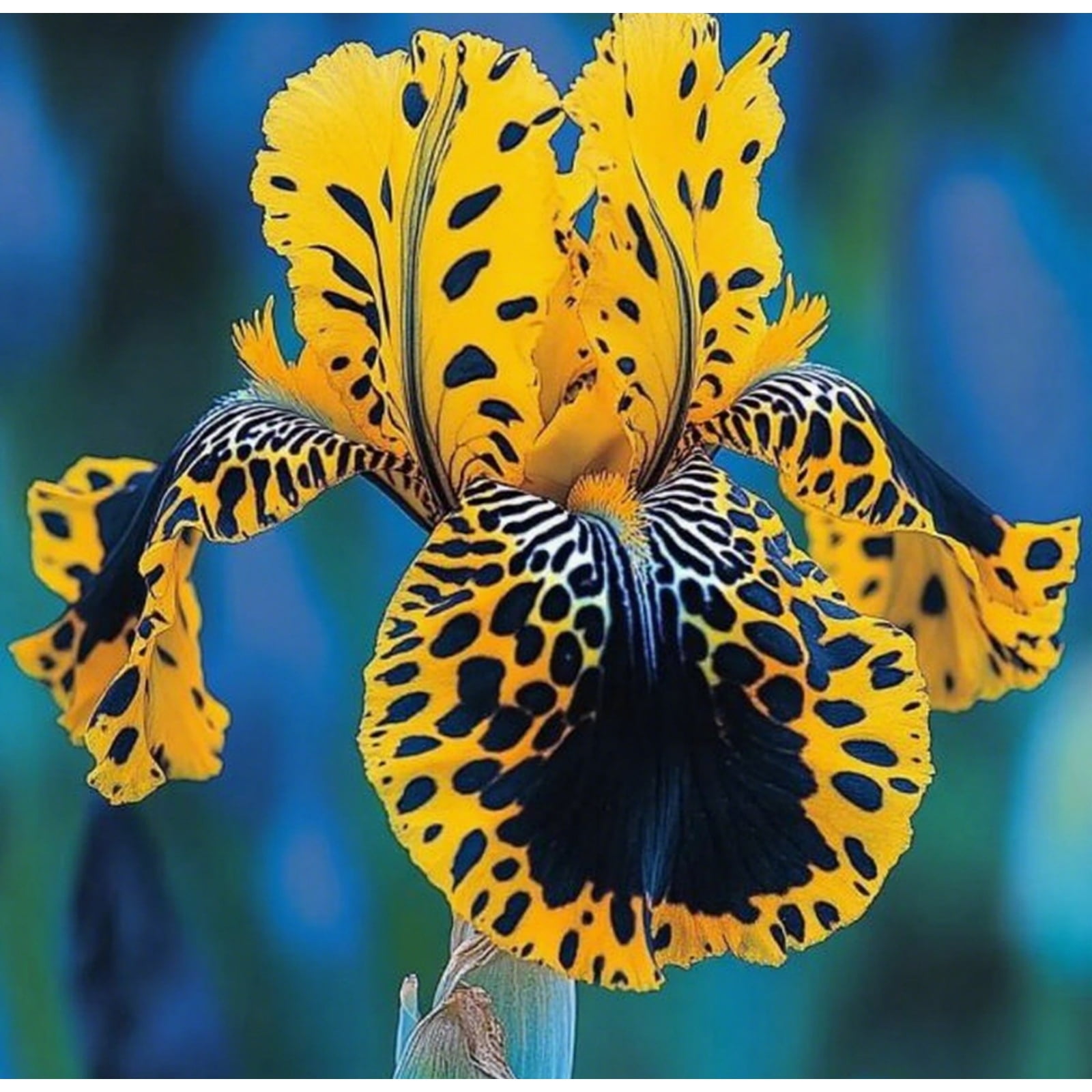 Rich in Color/Perennial Iris /Low Maintenance Garden Decoration ...