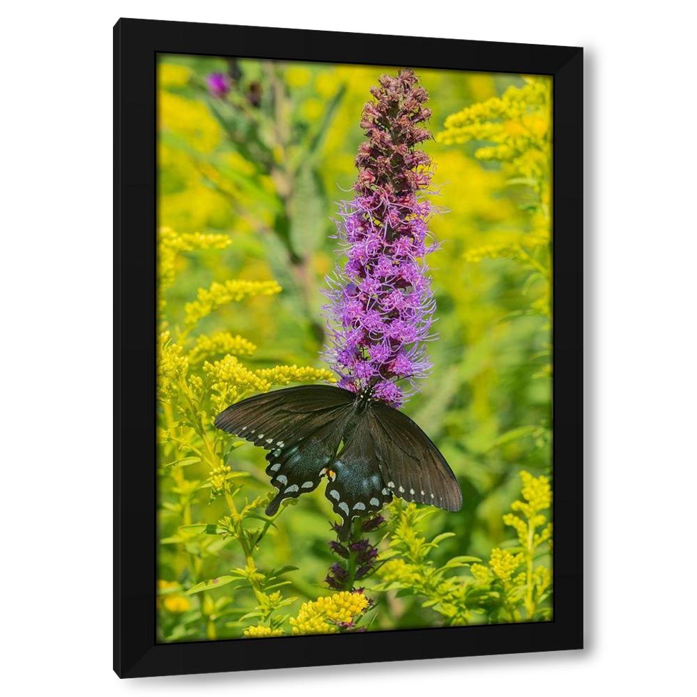 Richard and Susan Day 17x24 Black Modern Wood Framed Wall Art Titled ...