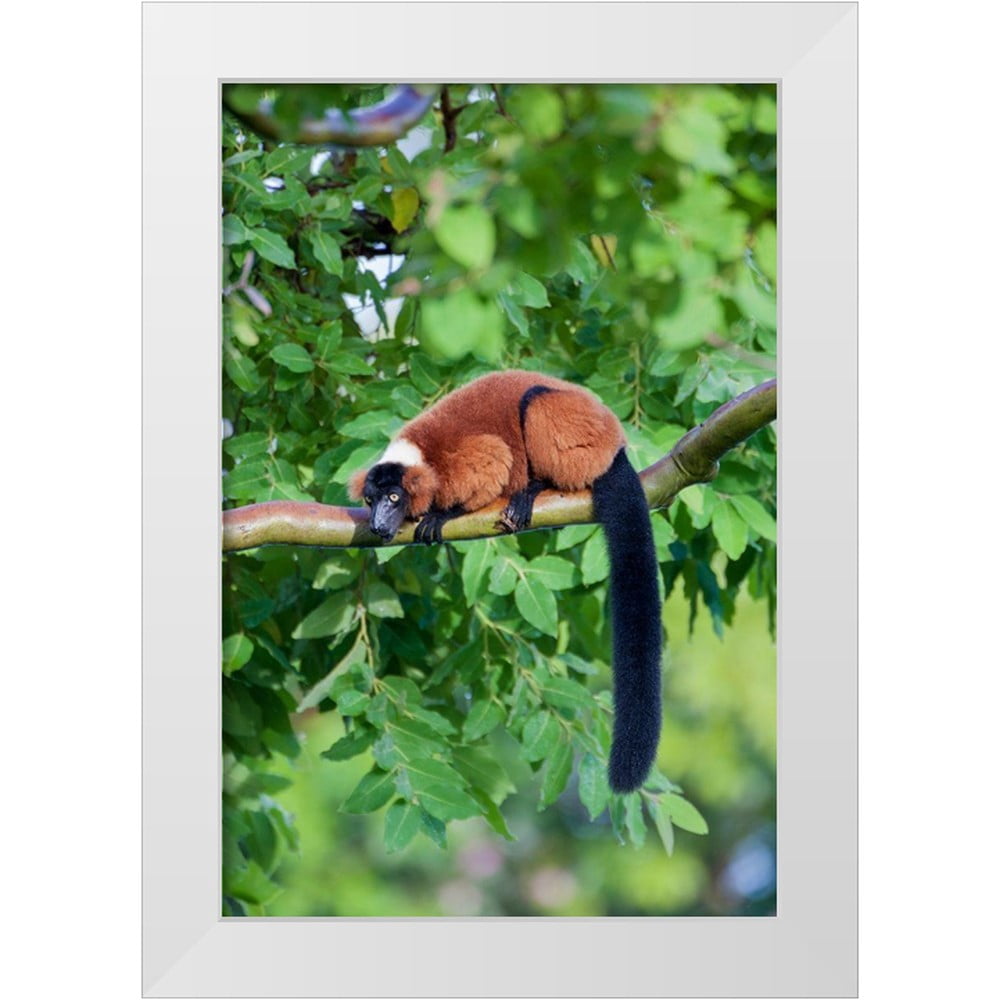 Richardson, Larry 17x24 White Modern Wood Framed Museum Art Print ...