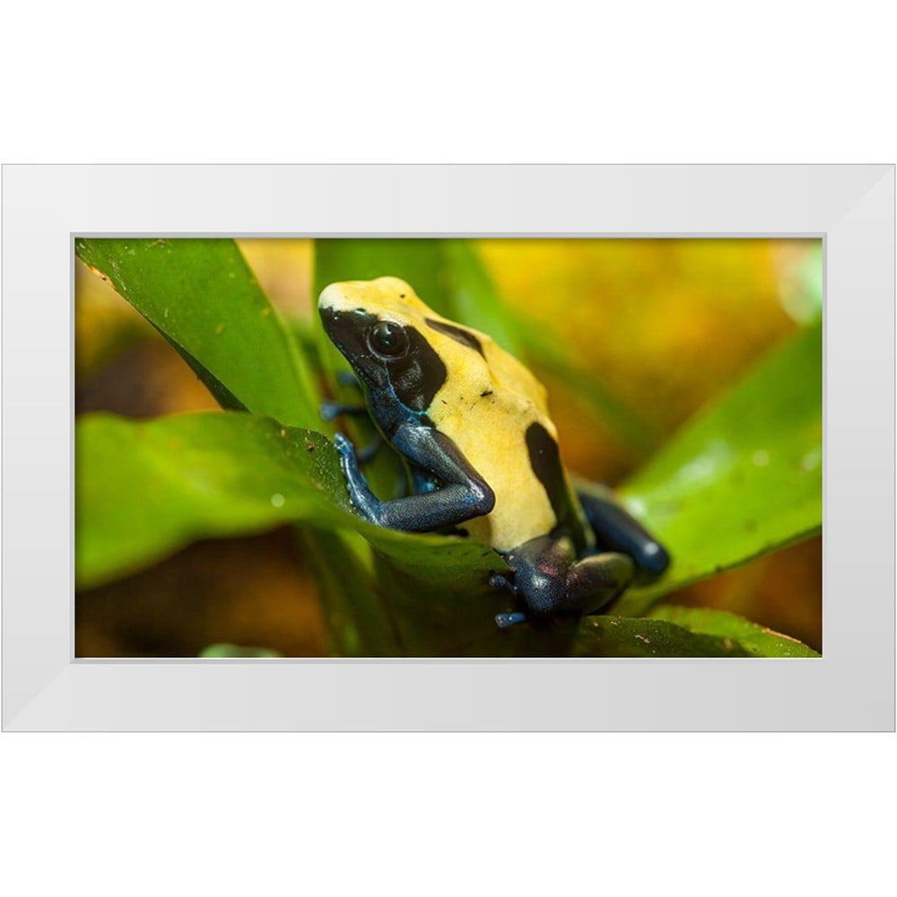 Richardson, Larry 18x12 White Modern Wood Framed Museum Art Print ...