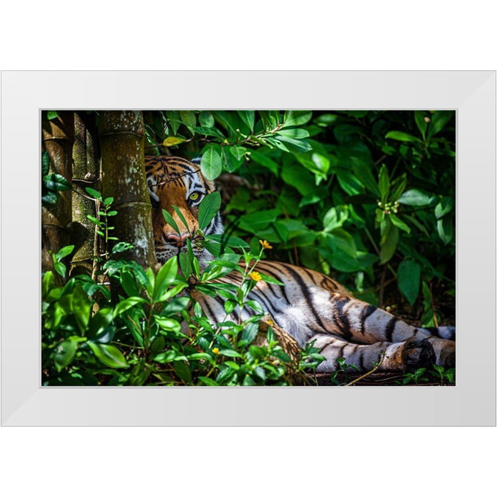 Richardson, Larry 32x23 White Modern Wood Framed Museum Art Print ...