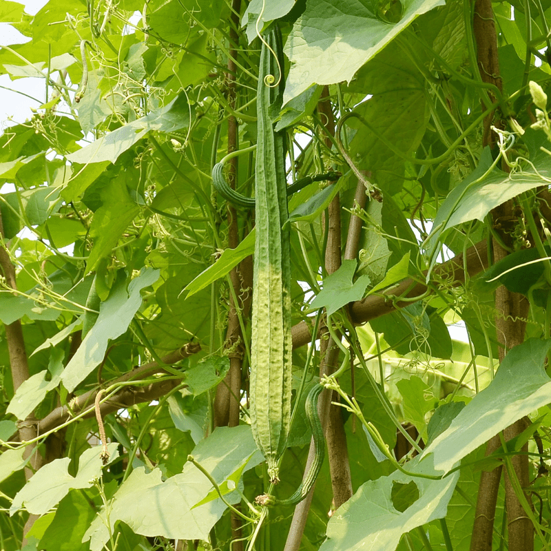 Ridge Gourd Luffa Plant, Loofa Plants, 4 Inch Pot, Asian Vegetable Vine ...