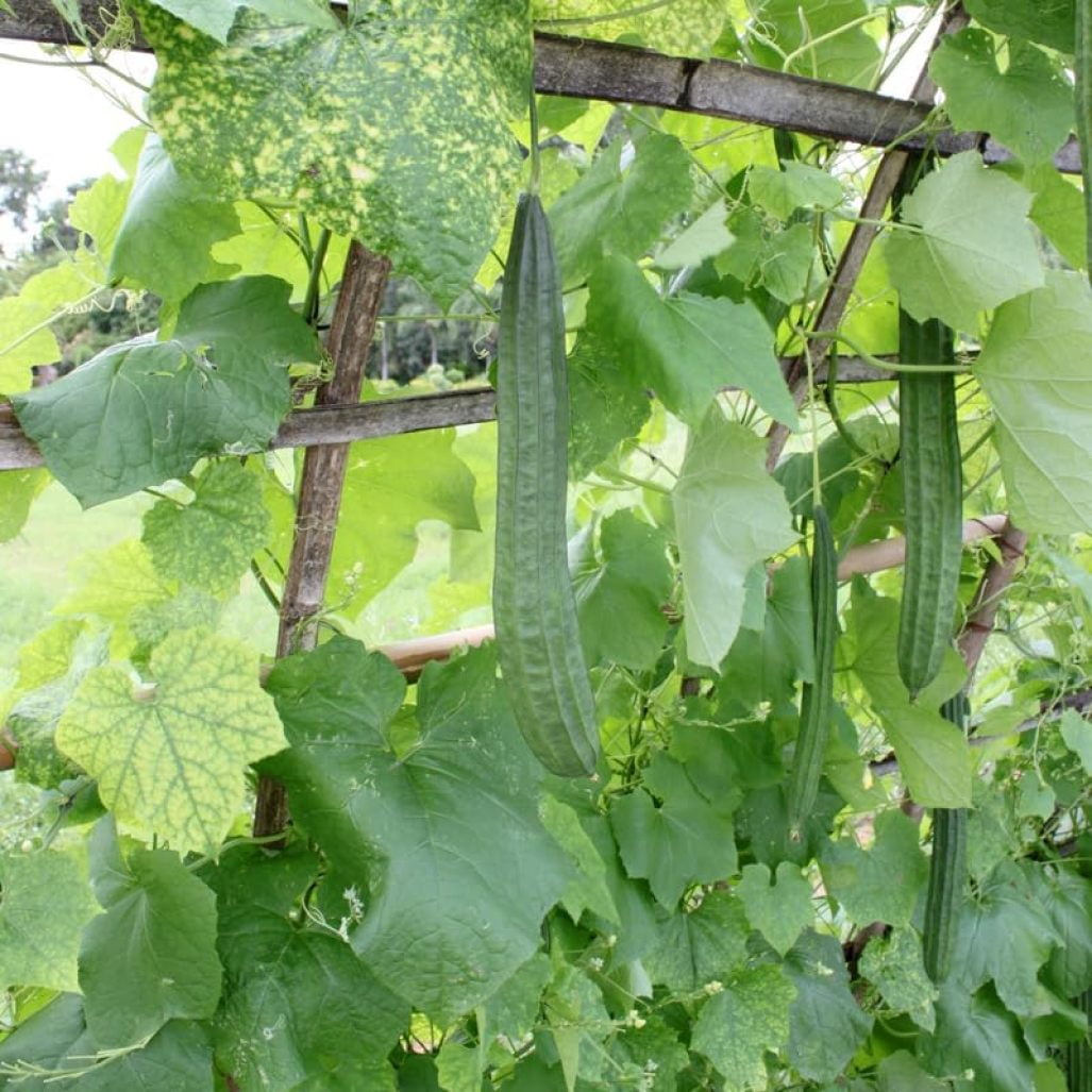 Ridge Luffa Plant, 4 to 8 Inch Tall, Live Gourd Loofah Plants in 4 Inch ...